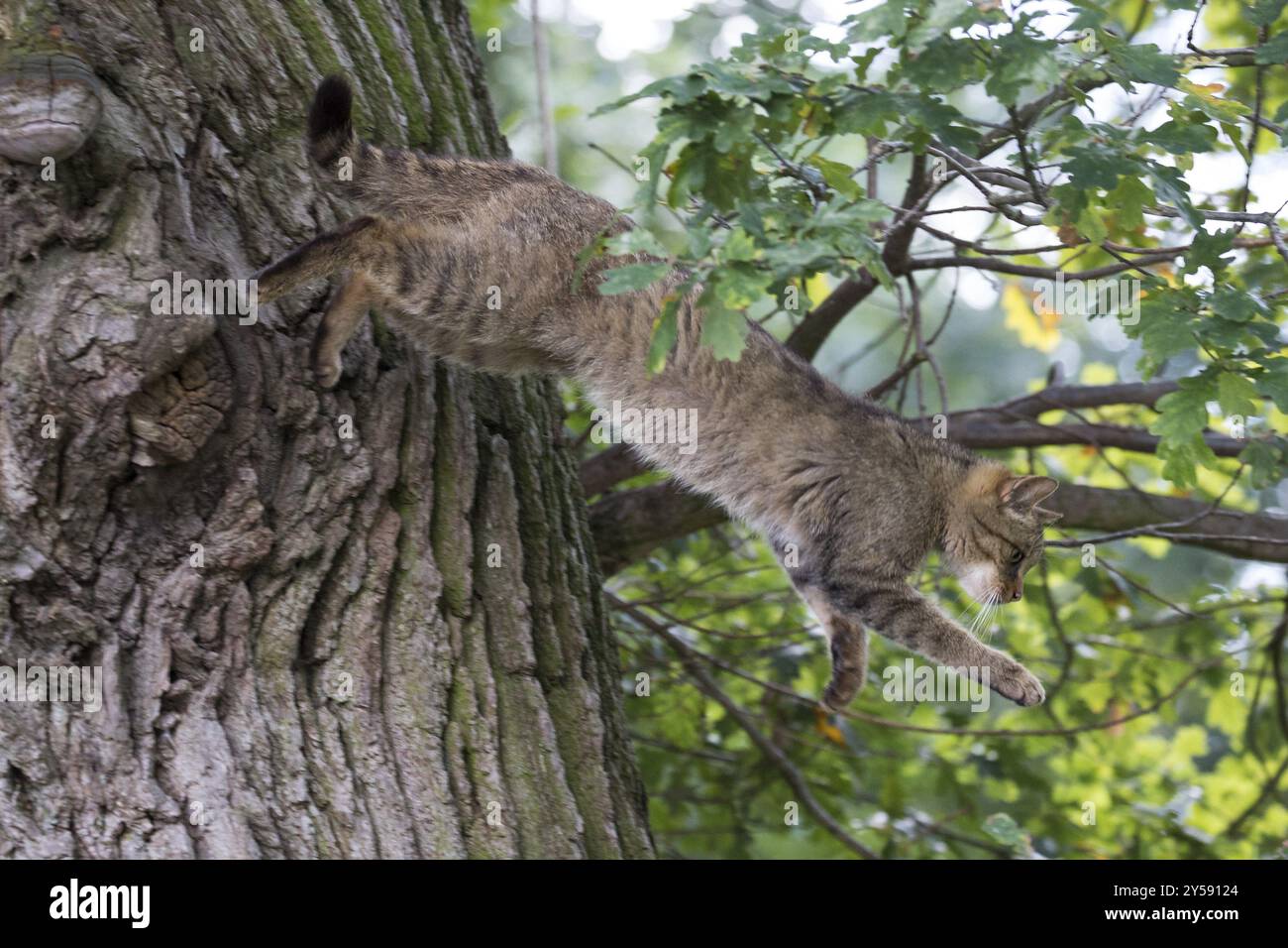 Cat jumping from a tree Stock Photo - Alamy