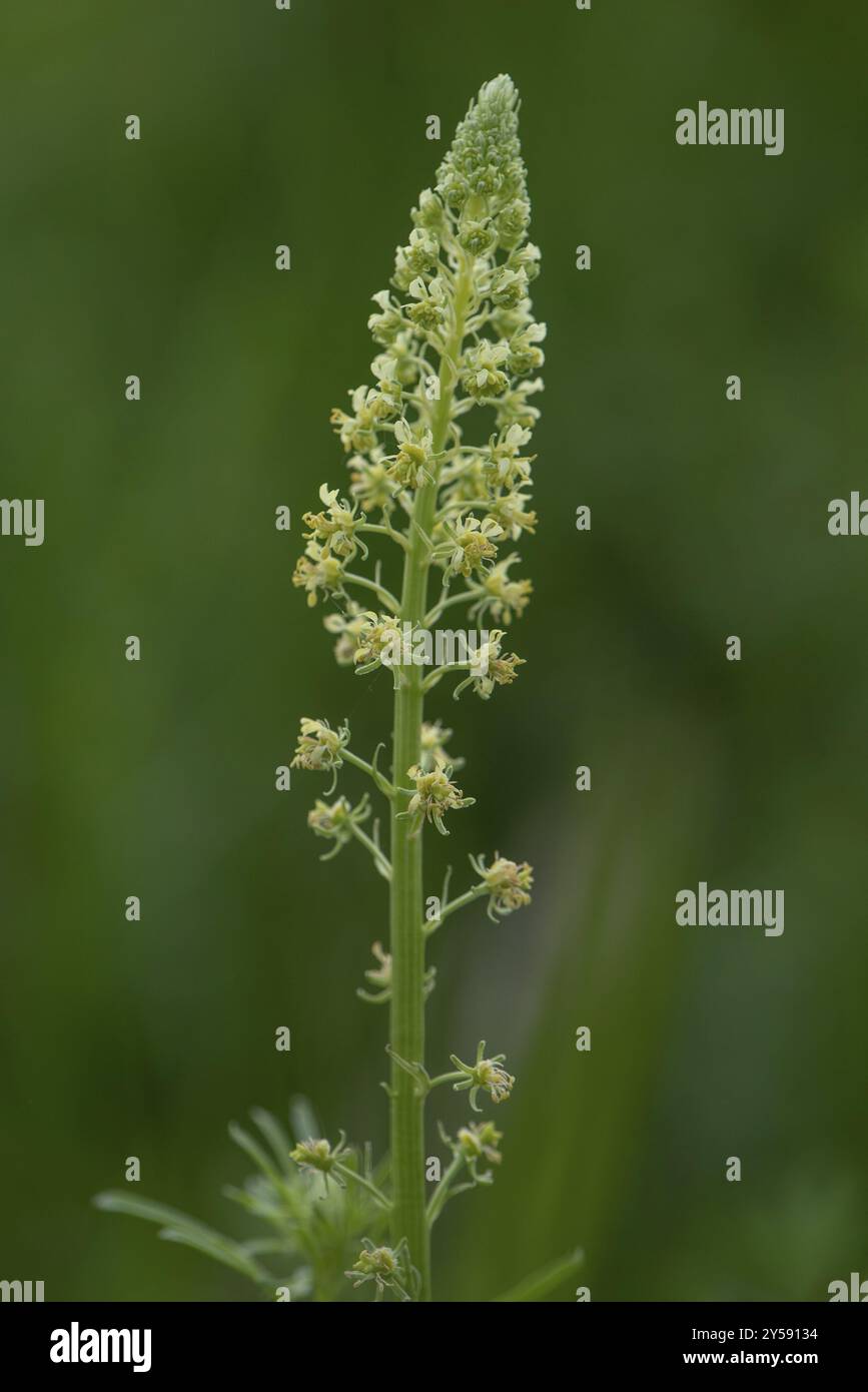 Flowers of the Yellow Reseda (Reseda lutea), Bavaria, Germany, Europe ...