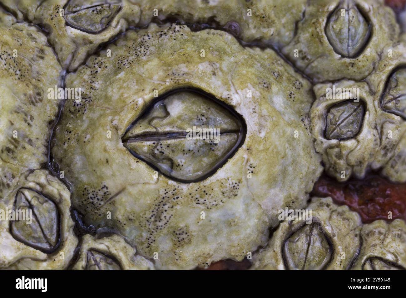 Submerged lens hi-res stock photography and images - Alamy