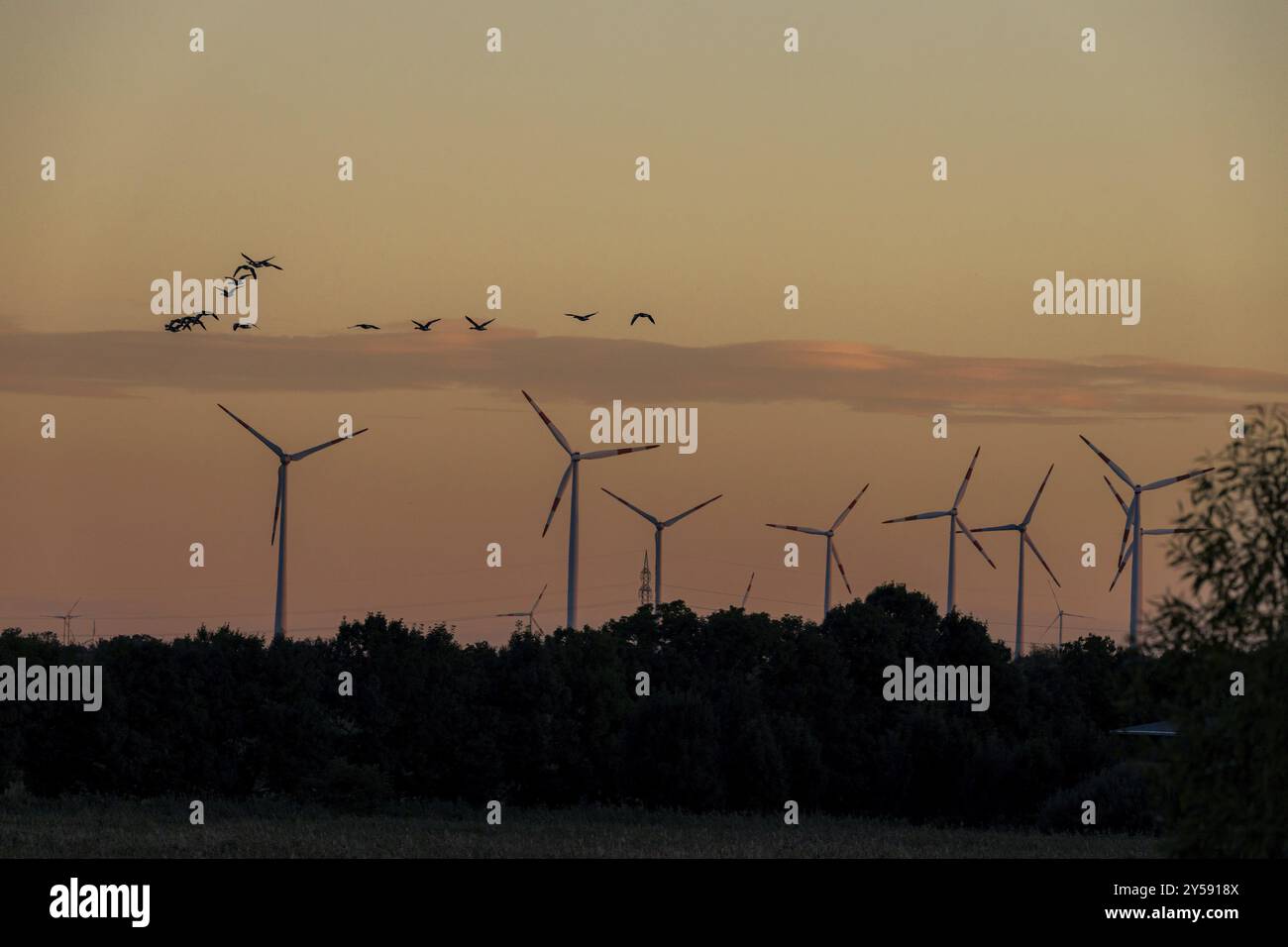 Energy generation wind farm at sunset with bird Stock Photo - Alamy