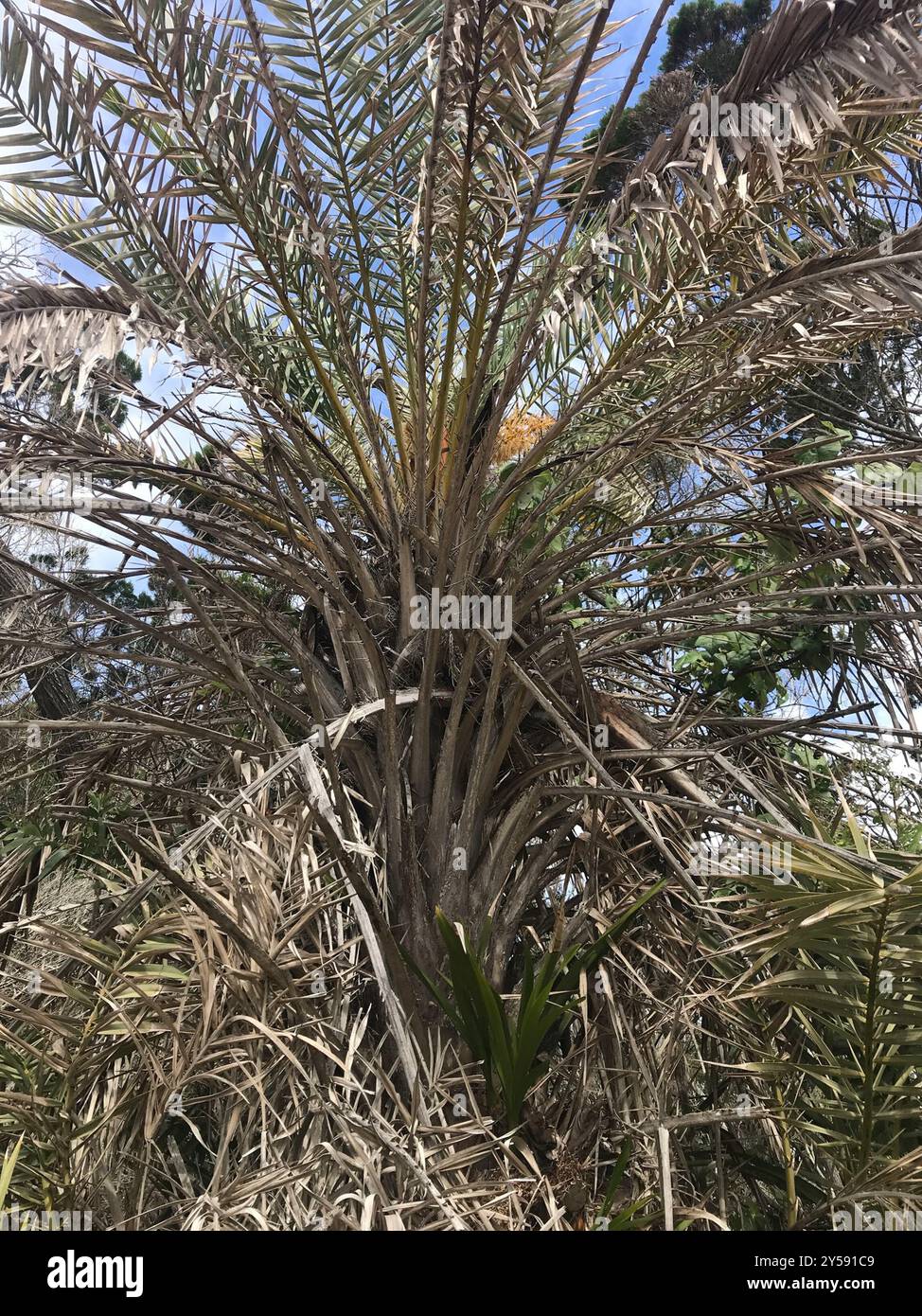 Reclining Date Palm (Phoenix reclinata) Plantae Stock Photo - Alamy