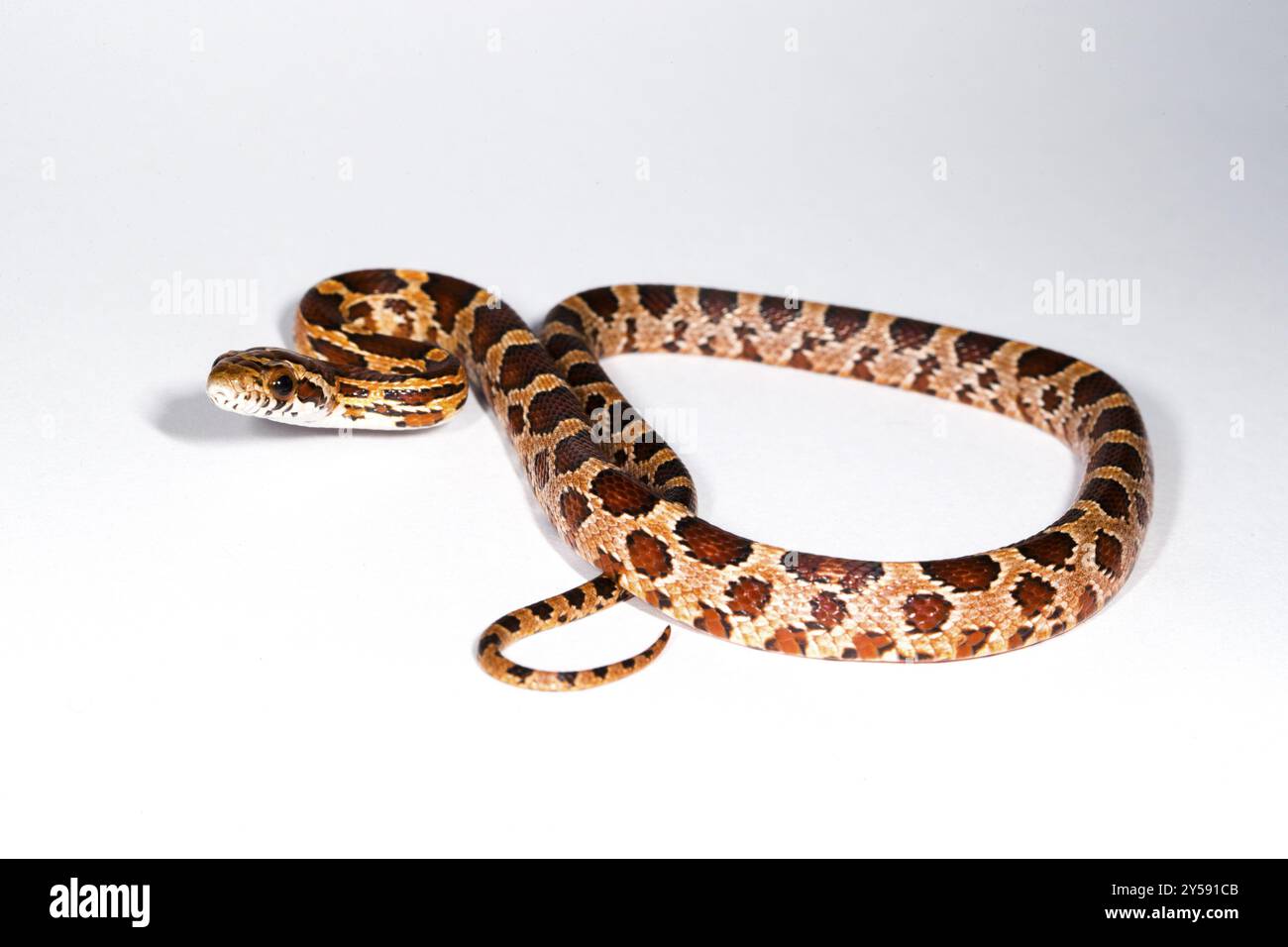 Young corn snake cropped in front of a white background Stock Photo - Alamy