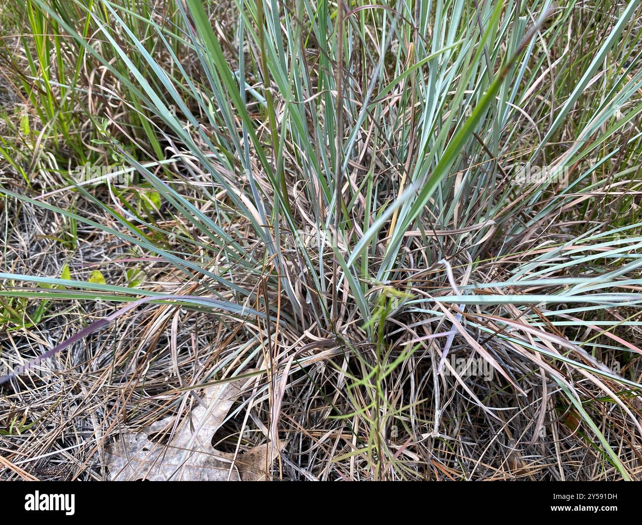 broomsedge bluestem (Andropogon virginicus) Plantae Stock Photo - Alamy