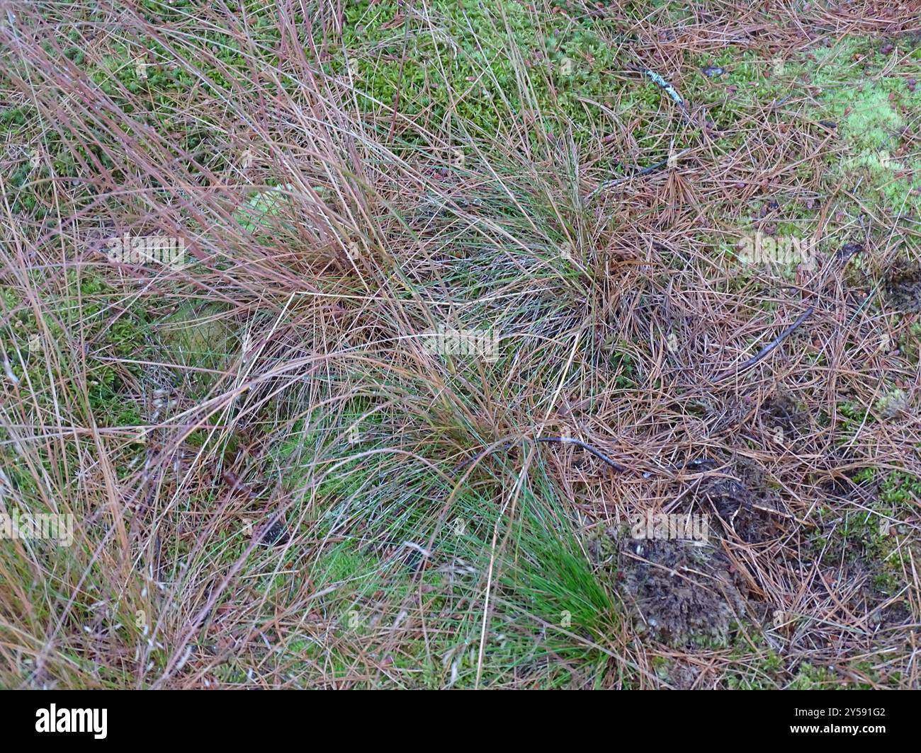 wavy hair-grass (Avenella flexuosa) Plantae Stock Photo - Alamy