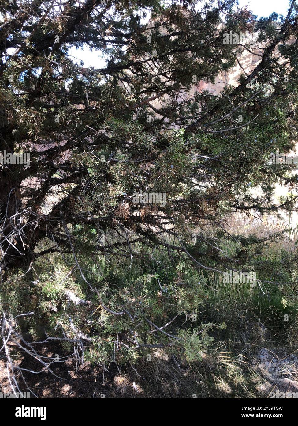 western juniper (Juniperus occidentalis) Plantae Stock Photo - Alamy