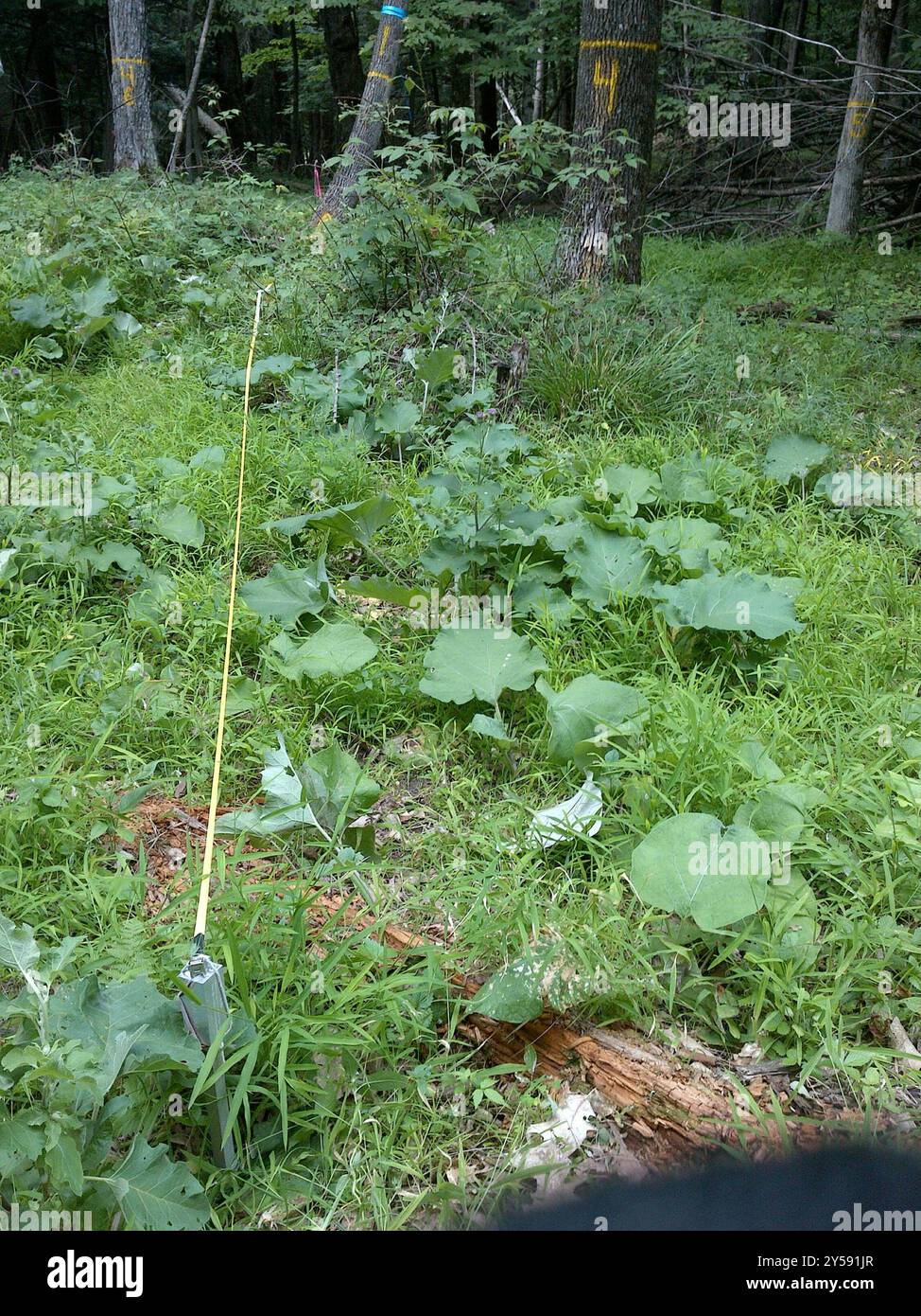 Slim-flower Muhly (Muhlenbergia tenuiflora) Plantae Stock Photo - Alamy