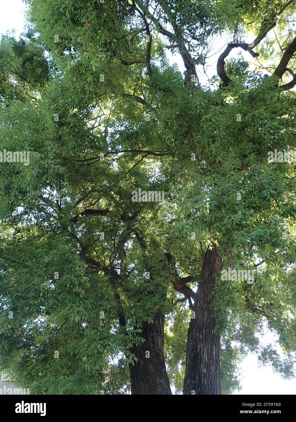 Camphor Tree (Cinnamomum camphora) Plantae Stock Photo - Alamy
