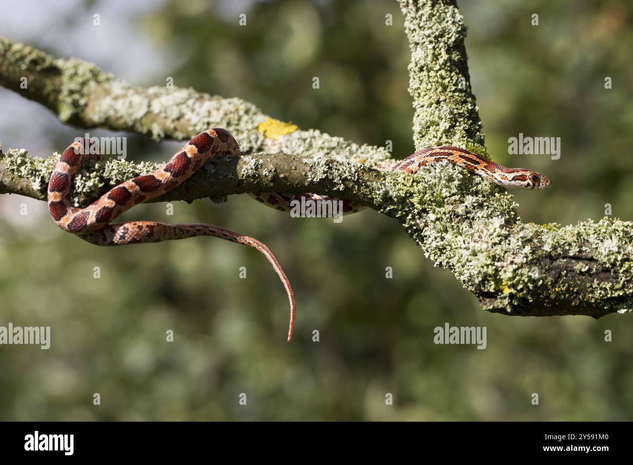Climbing corn snake in a tree, side view Stock Photo - Alamy