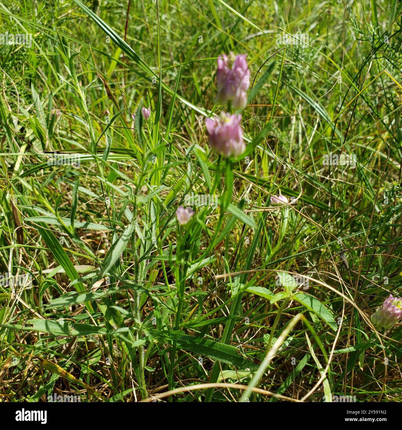 field milkwort (Senega sanguinea) Plantae Stock Photo - Alamy