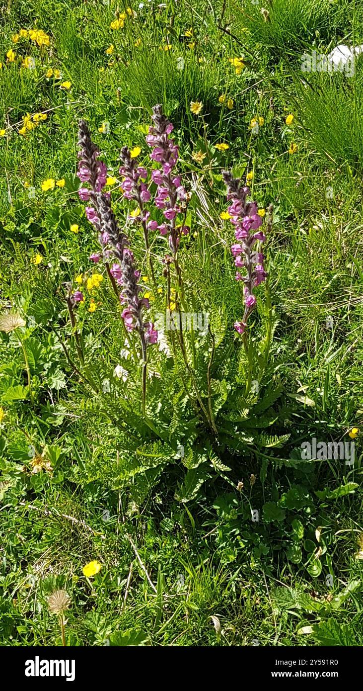 Rostratospicata hi-res stock photography and images - Alamy