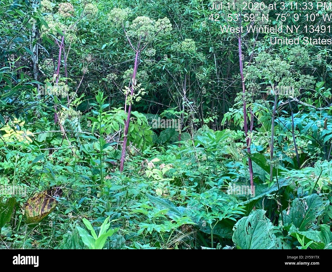 purple-stemmed angelica (Angelica atropurpurea) Plantae Stock Photo - Alamy