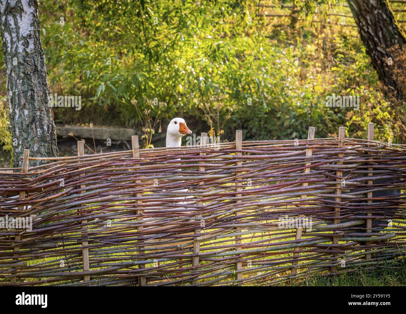 Rustic image with a german bird farm with a white goose behind a fence ...
