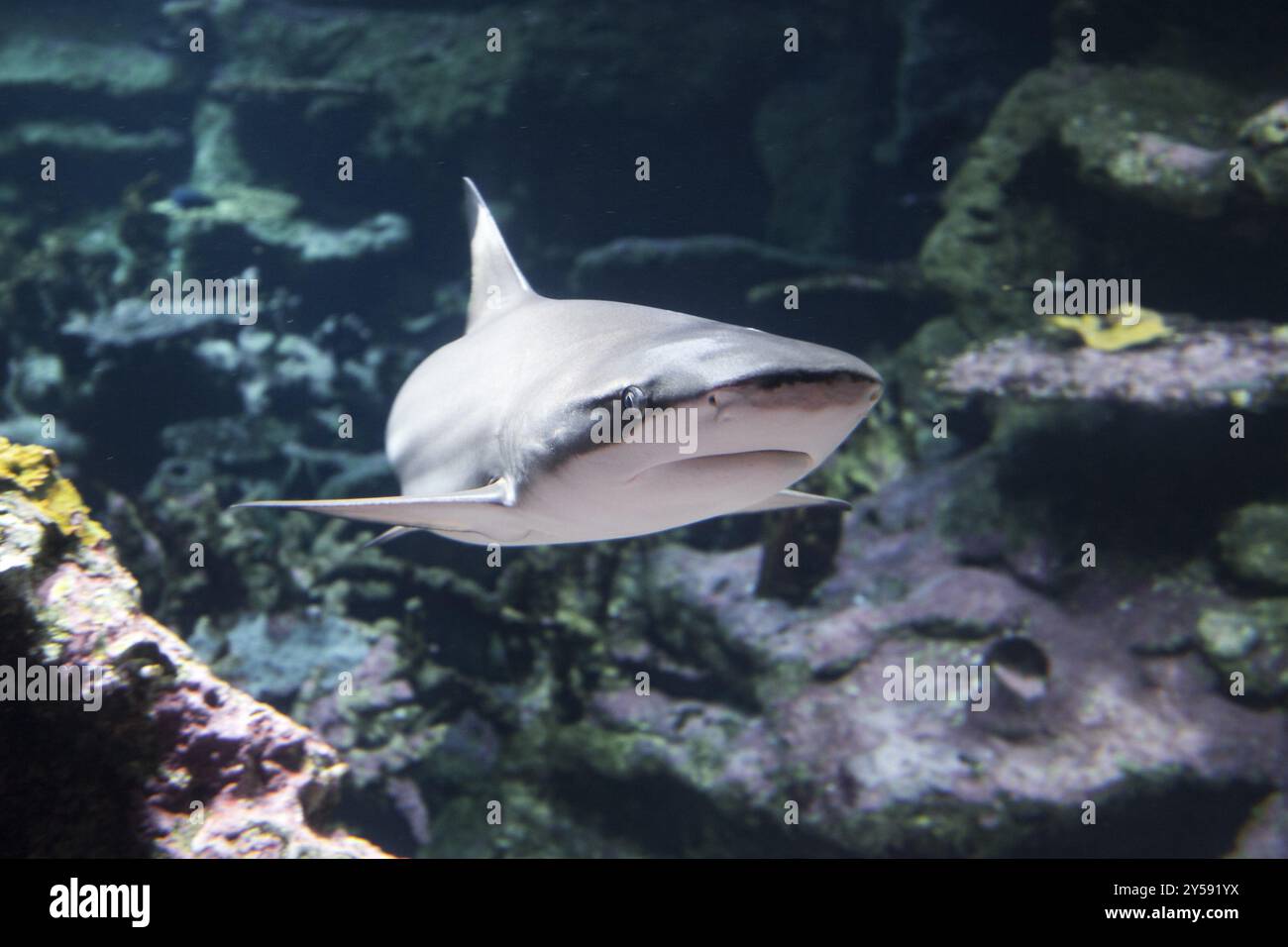 Blacktip reef sharks fish in hi-res stock photography and images - Alamy