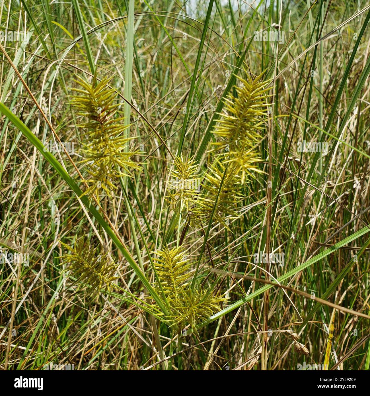 straw-colored flatsedge (Cyperus strigosus) Plantae Stock Photo - Alamy