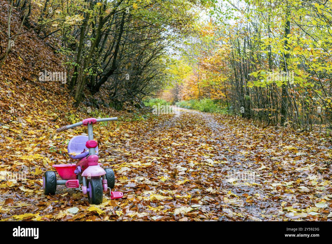 Autumn path Forest path with foliage colouring Stock Photo - Alamy