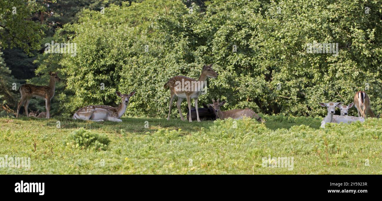 Herd of Fallow Deers (lat. Dama dama Stock Photo - Alamy