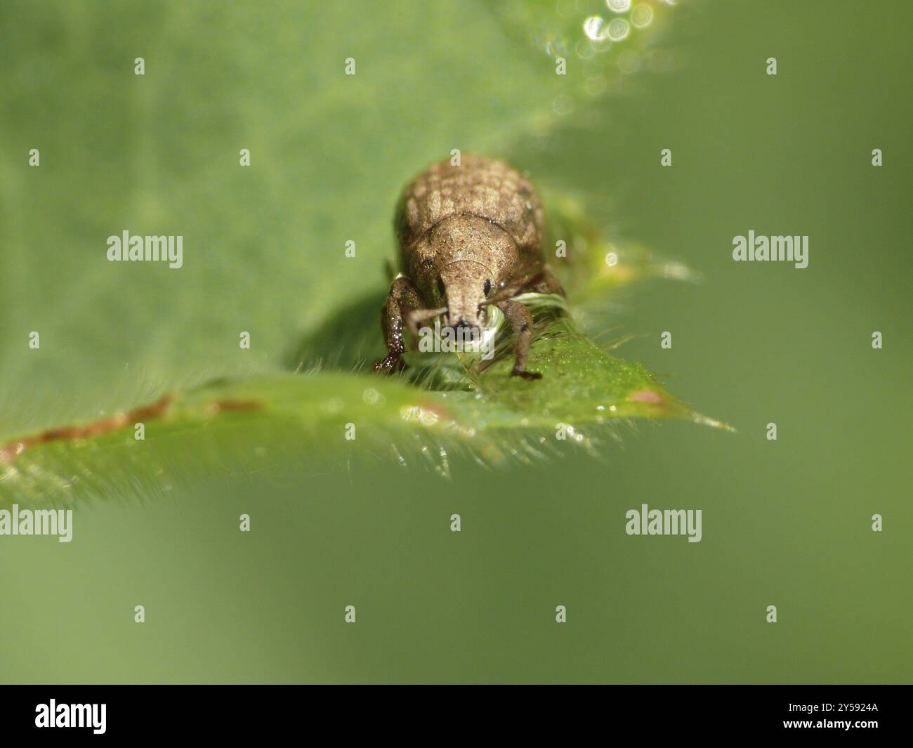 Weevil at their natural habitat hi-res stock photography and images - Alamy
