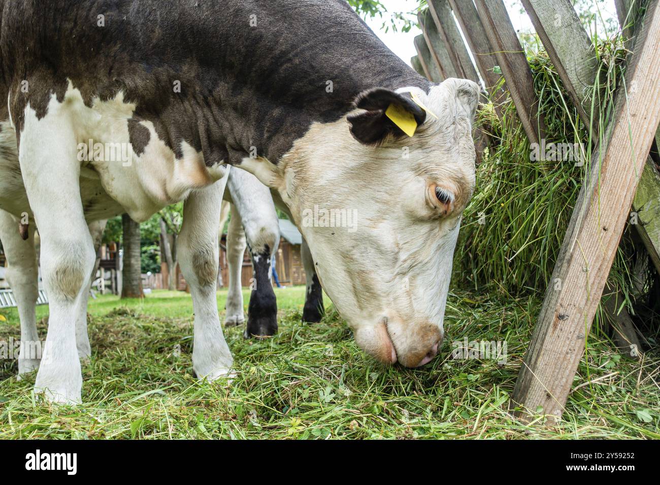 Cows breeds hi-res stock photography and images - Alamy