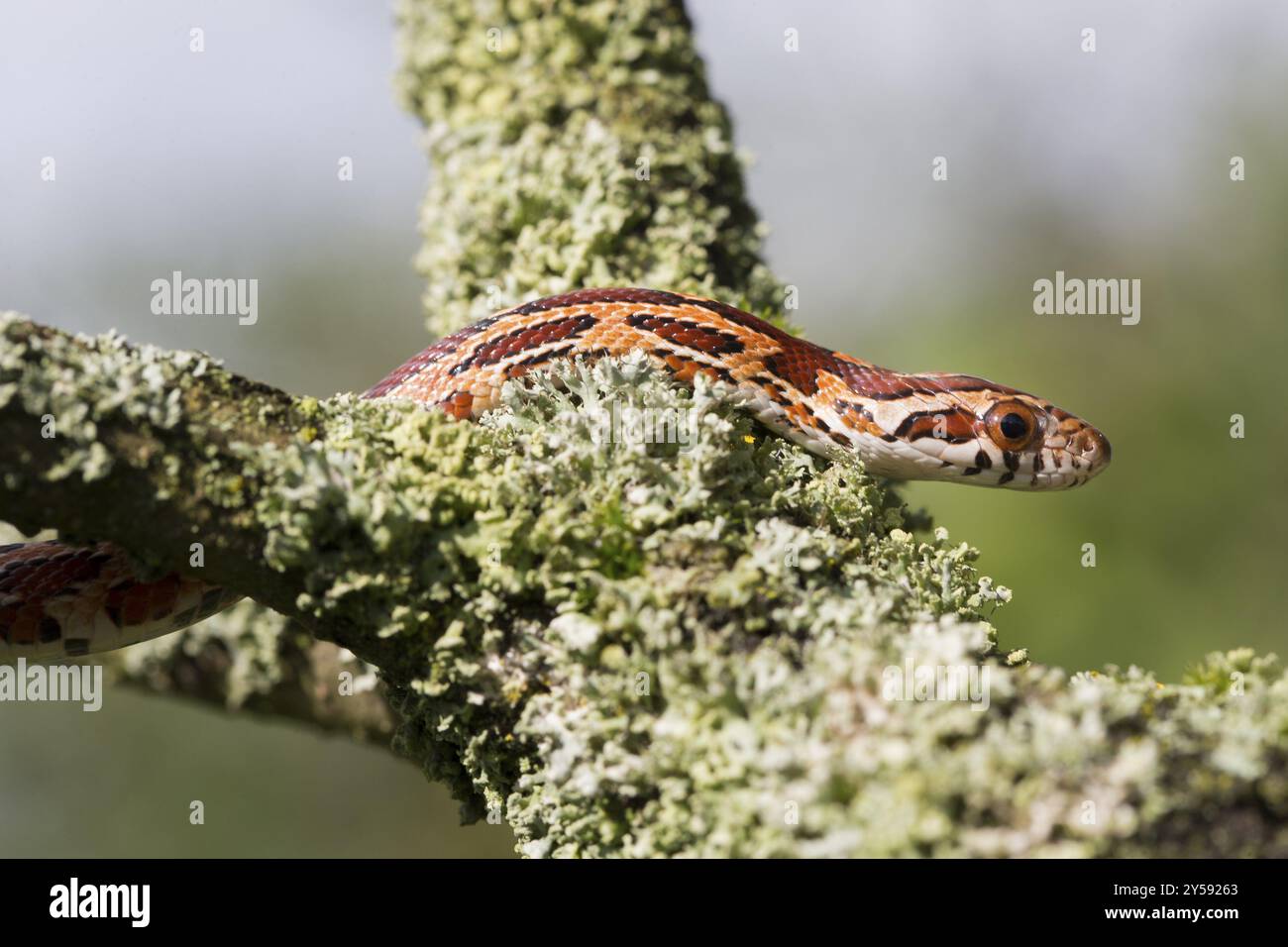 Corn snake in the side view in the tree Stock Photo - Alamy