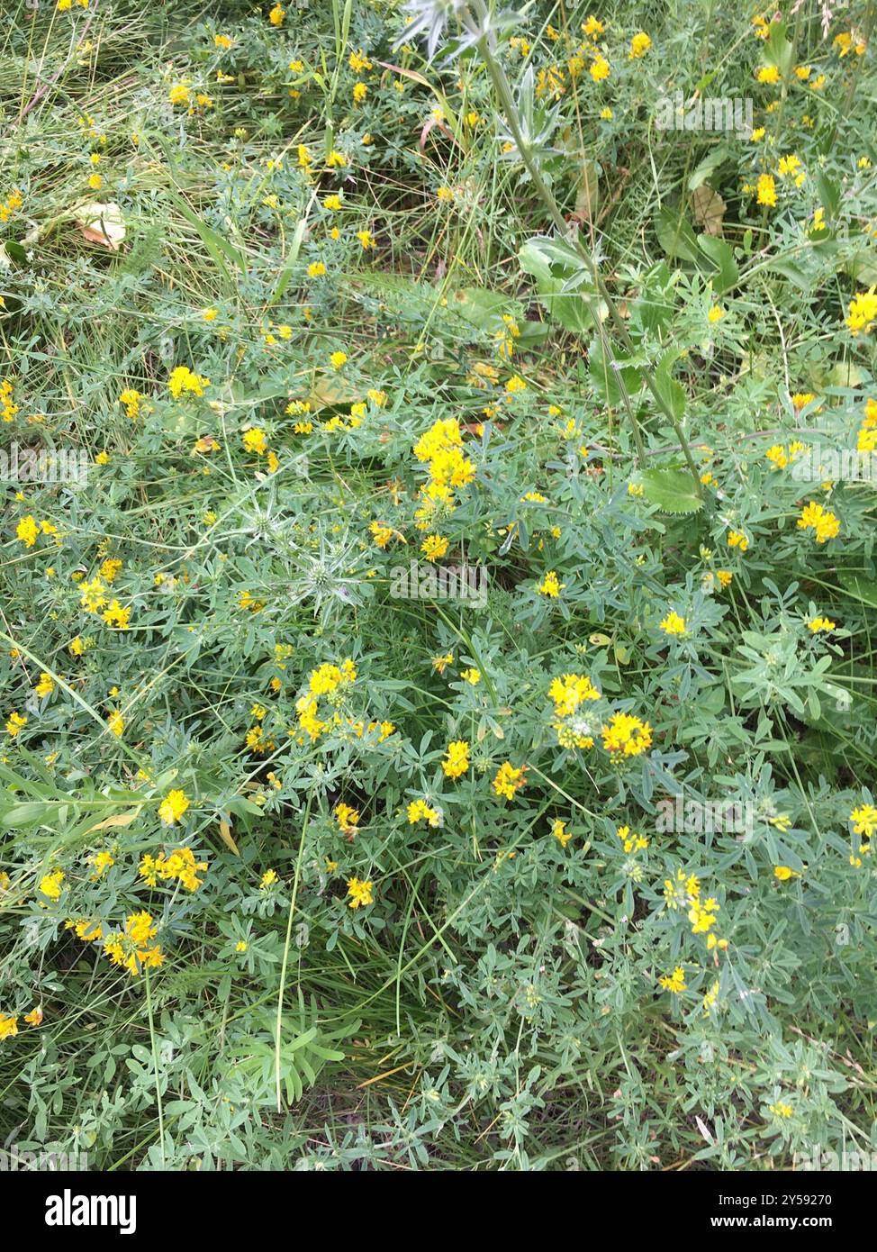sickle alfalfa (Medicago falcata) Plantae Stock Photo - Alamy