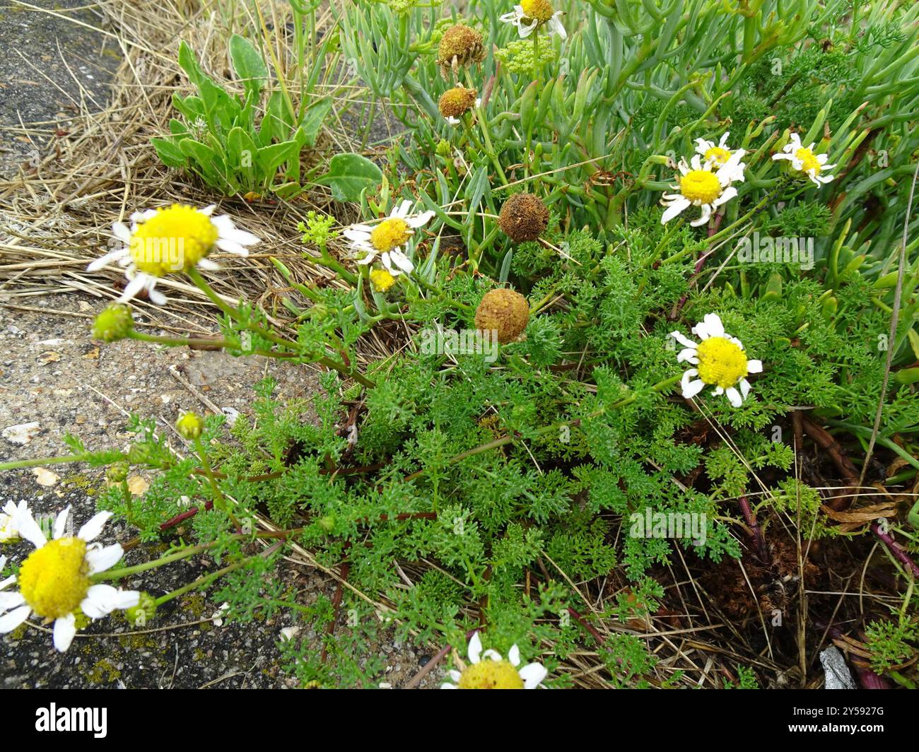 Sea Mayweed (Tripleurospermum maritimum) Plantae Stock Photo - Alamy
