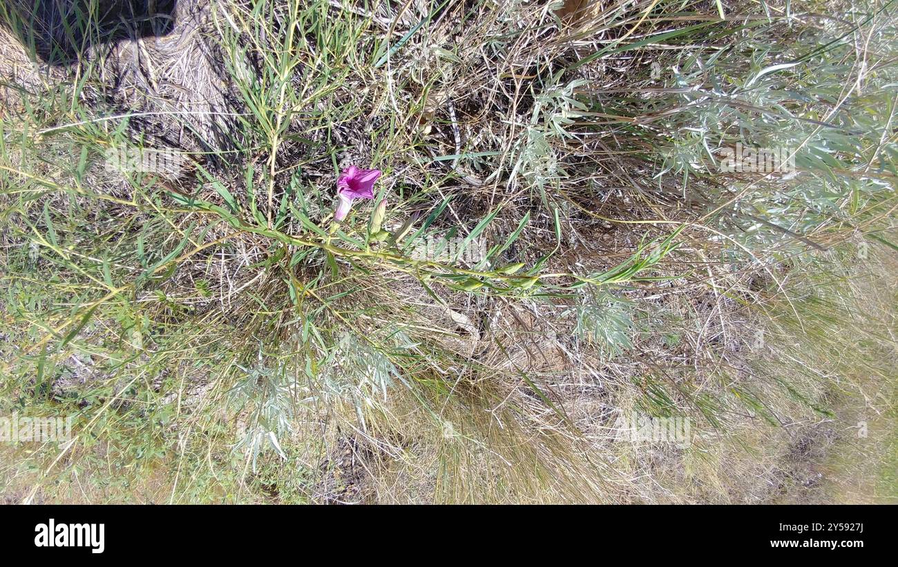 Bush Morning-glory (Ipomoea leptophylla) Plantae Stock Photo - Alamy