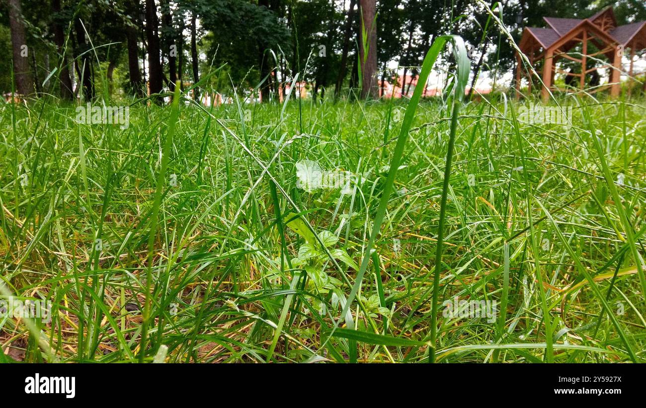 corn mint (Mentha arvensis) Plantae Stock Photo - Alamy