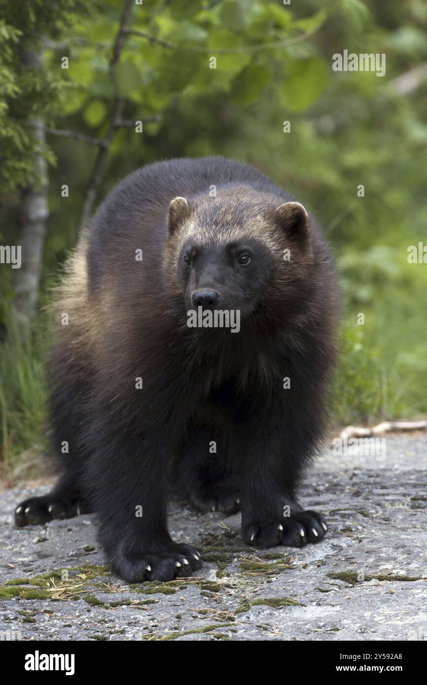 Wolverine animal with prey hi-res stock photography and images - Alamy