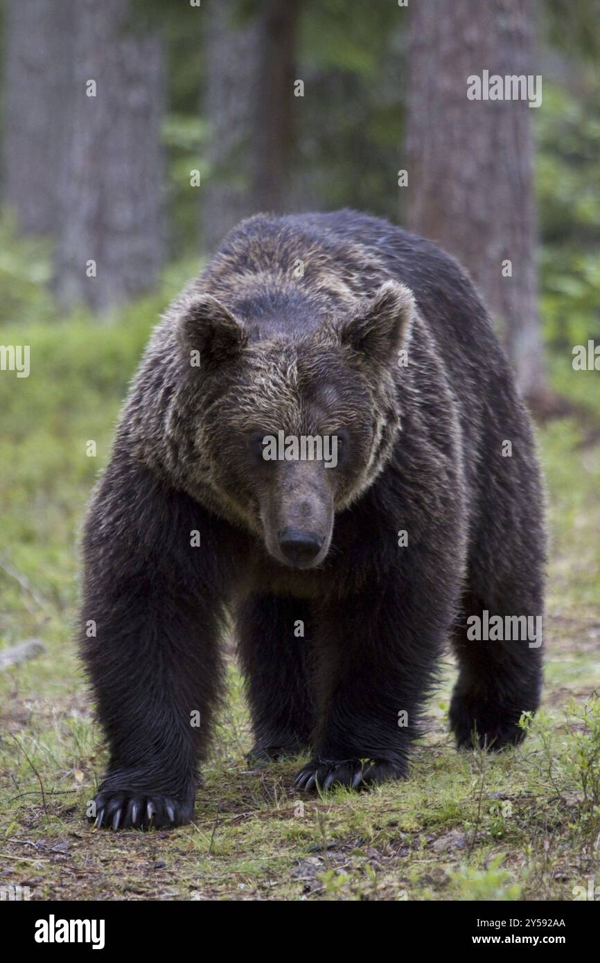 Brown bear, (Ursus arctos), Sweden, Sweden, Europe Stock Photo - Alamy