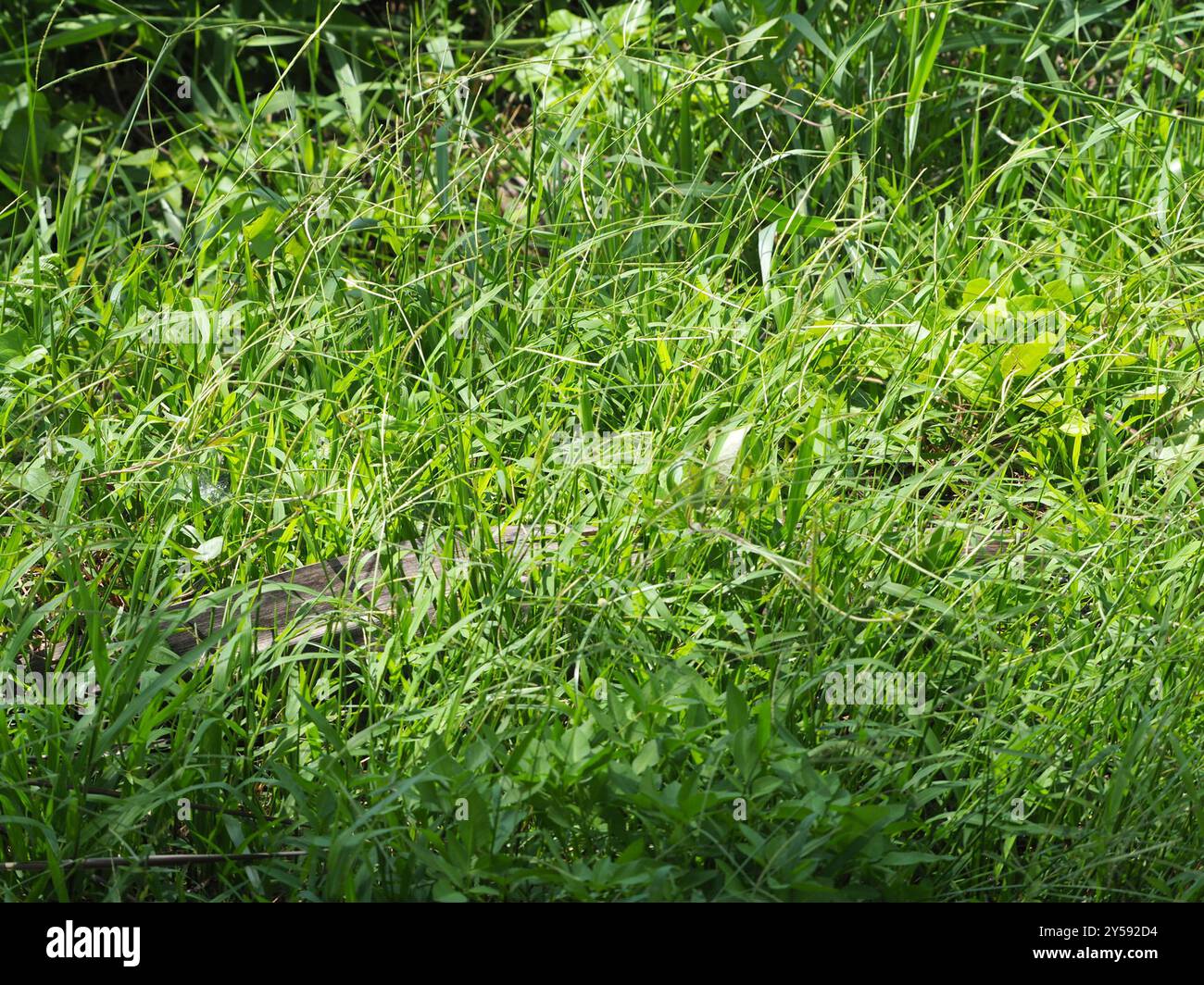 Paspalum conjugatum hi-res stock photography and images - Alamy