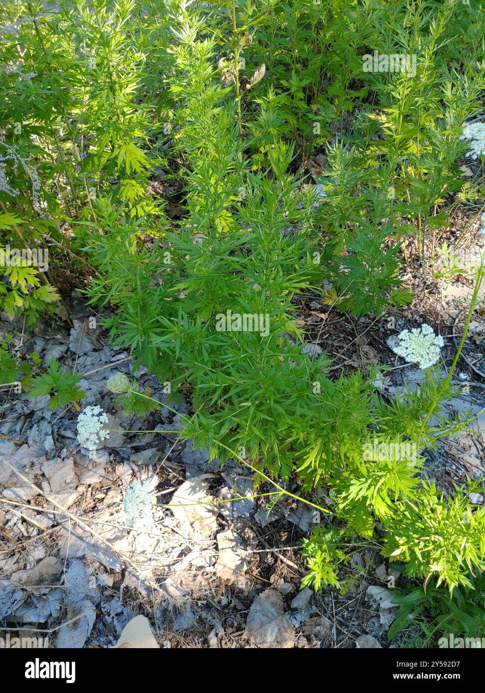 vascular plants (Tracheophyta) Plantae Stock Photo - Alamy