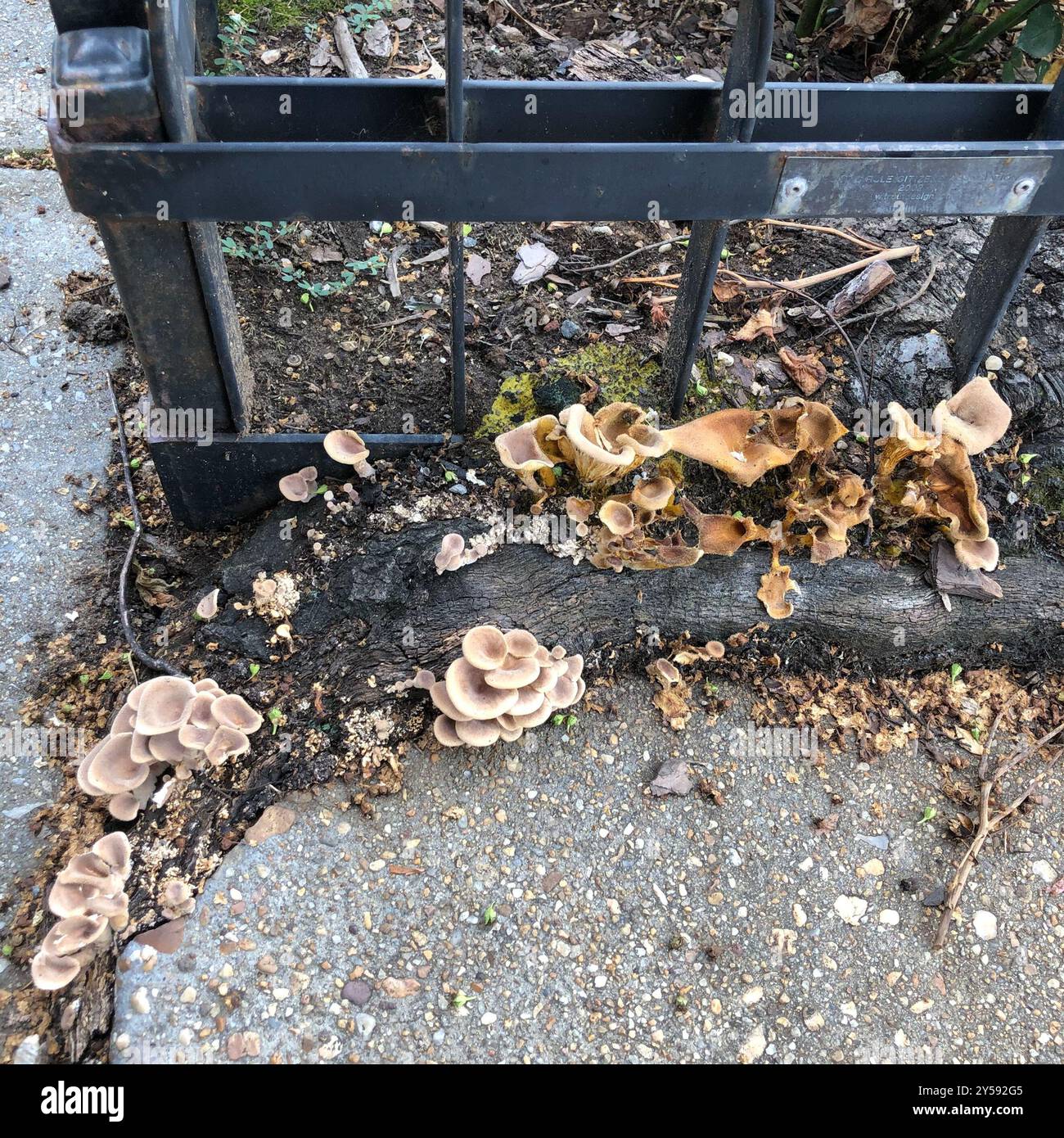 Hairy Oyster Mushroom (Panus lecomtei) Fungi Stock Photo - Alamy