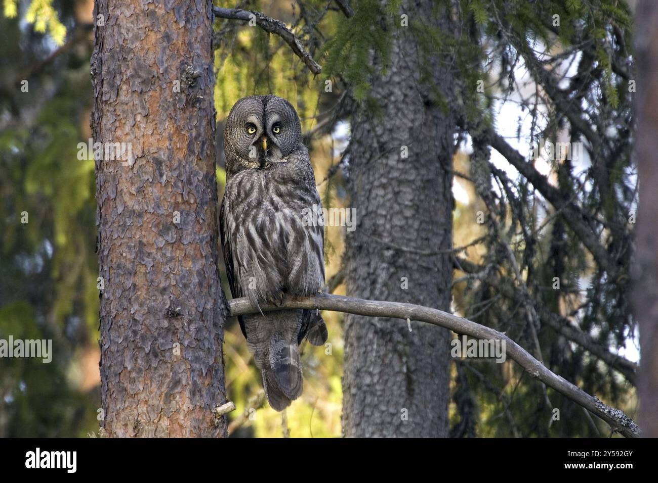 Great horned owl on perch, (Srix nebulosa), Europe, Finland, Finland ...