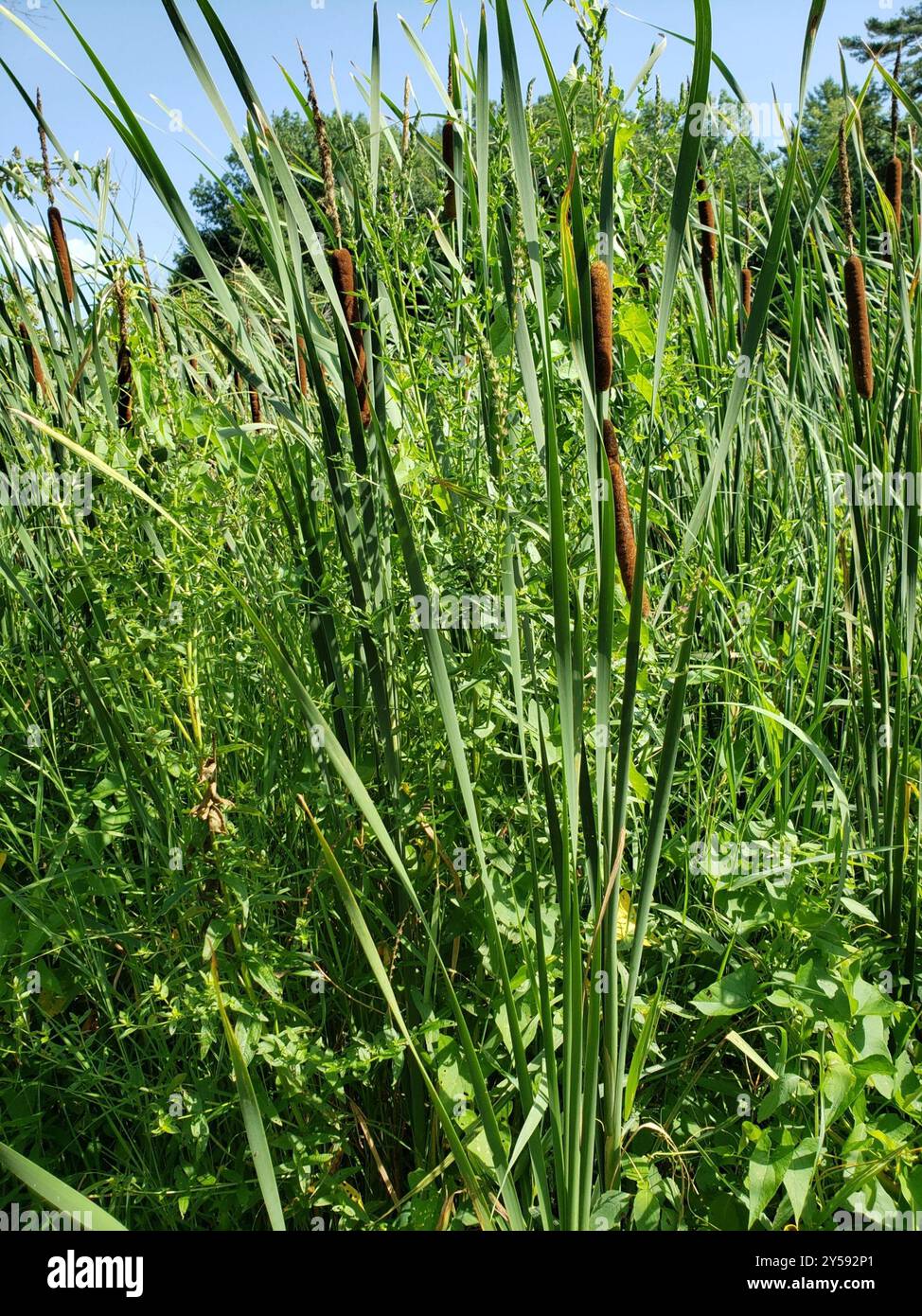 narrow-leaved cattail (Typha angustifolia) Plantae Stock Photo - Alamy