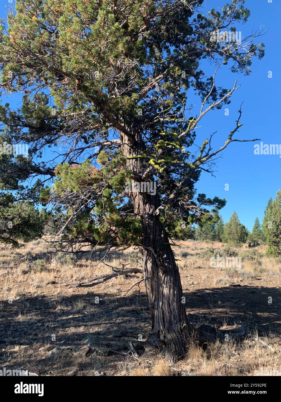 western juniper (Juniperus occidentalis) Plantae Stock Photo - Alamy