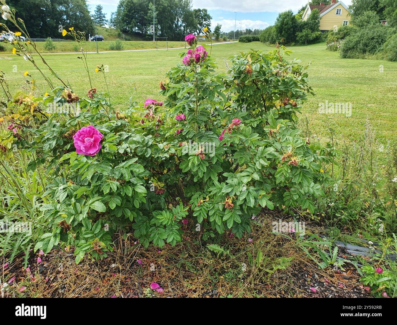 rugosa rose (Rosa rugosa) Plantae Stock Photo - Alamy