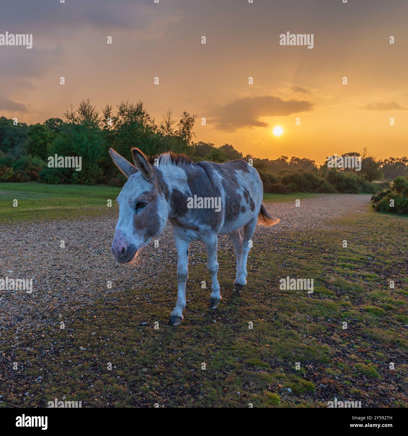 Rockford Common, Ibsley, Ringwood, New Forest, Hampshire, England, UK ...