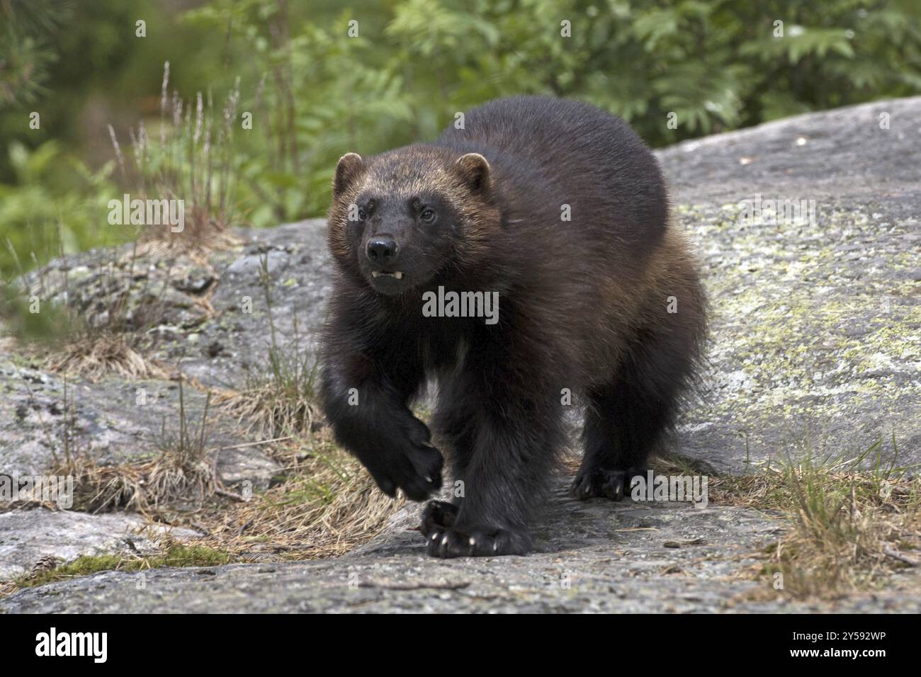 Wolverine animal with prey hi-res stock photography and images - Alamy