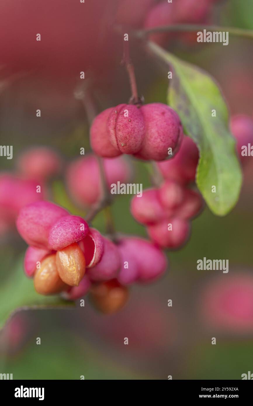 European spindle bush (Euonymus europaeus), Emsland, Lower Saxony ...