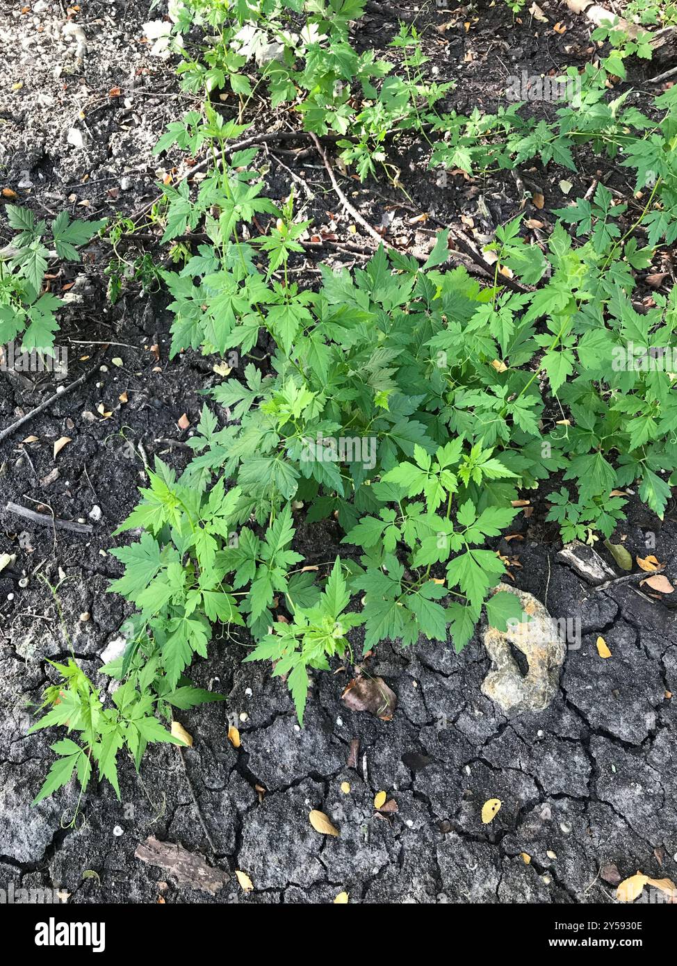 Lesser Balloon Vine (Cardiospermum halicacabum) Plantae Stock Photo - Alamy