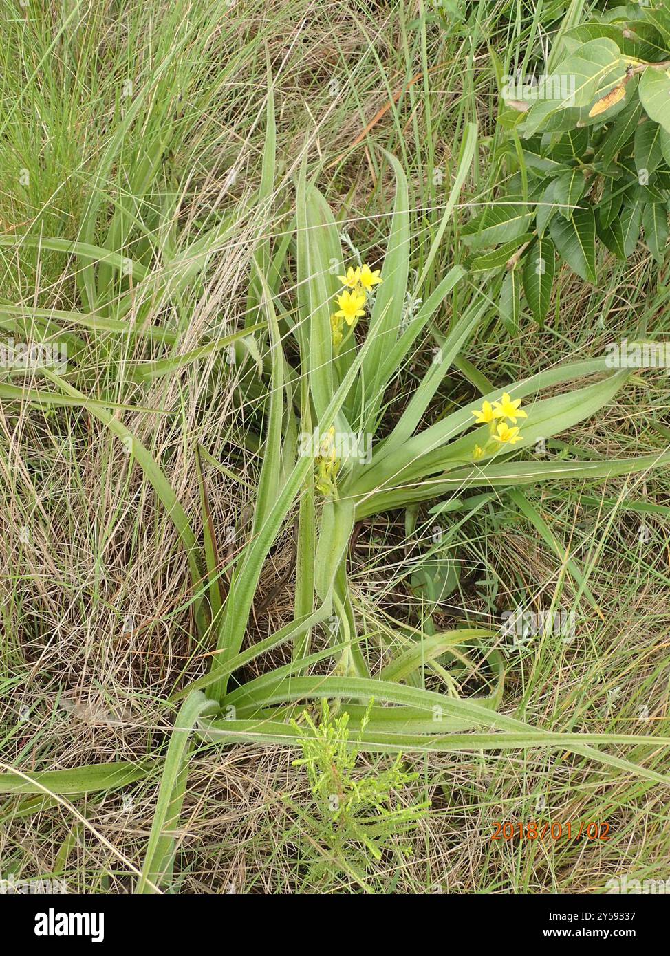 Silverleaf Stargrass (Hypoxis rigidula) Plantae Stock Photo - Alamy