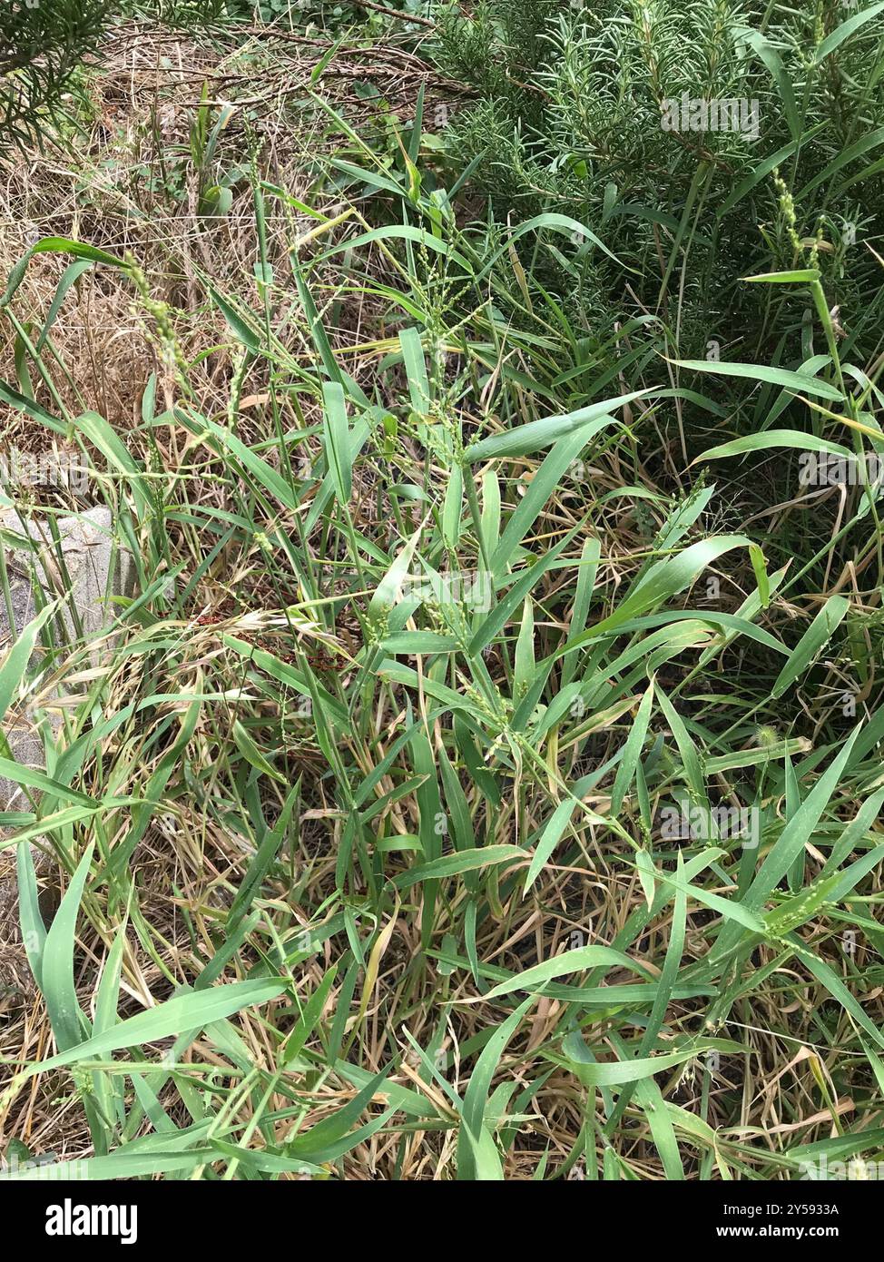 Browntop Signalgrass (Urochloa fusca) Plantae Stock Photo - Alamy
