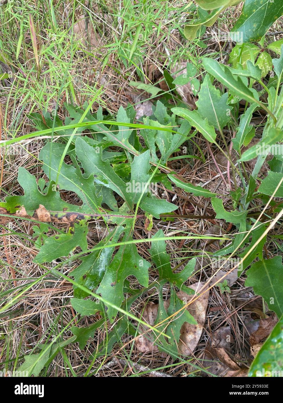 Kidney-leaf Rosinweed (Silphium compositum) Plantae Stock Photo - Alamy