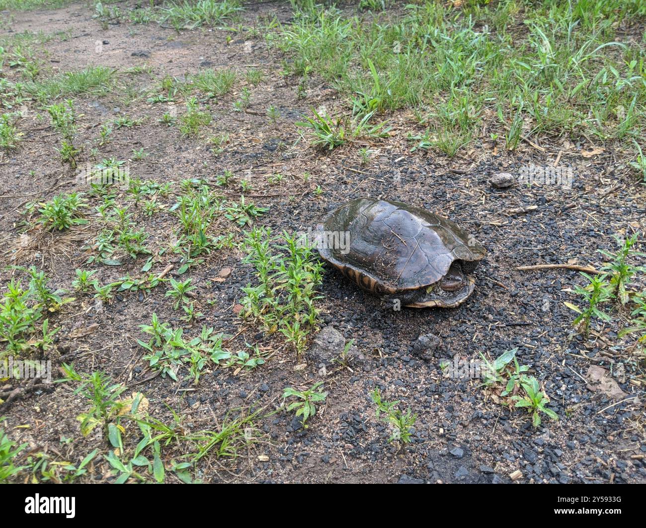 Diamondback Terrapin (Malaclemys terrapin) Reptilia Stock Photo - Alamy