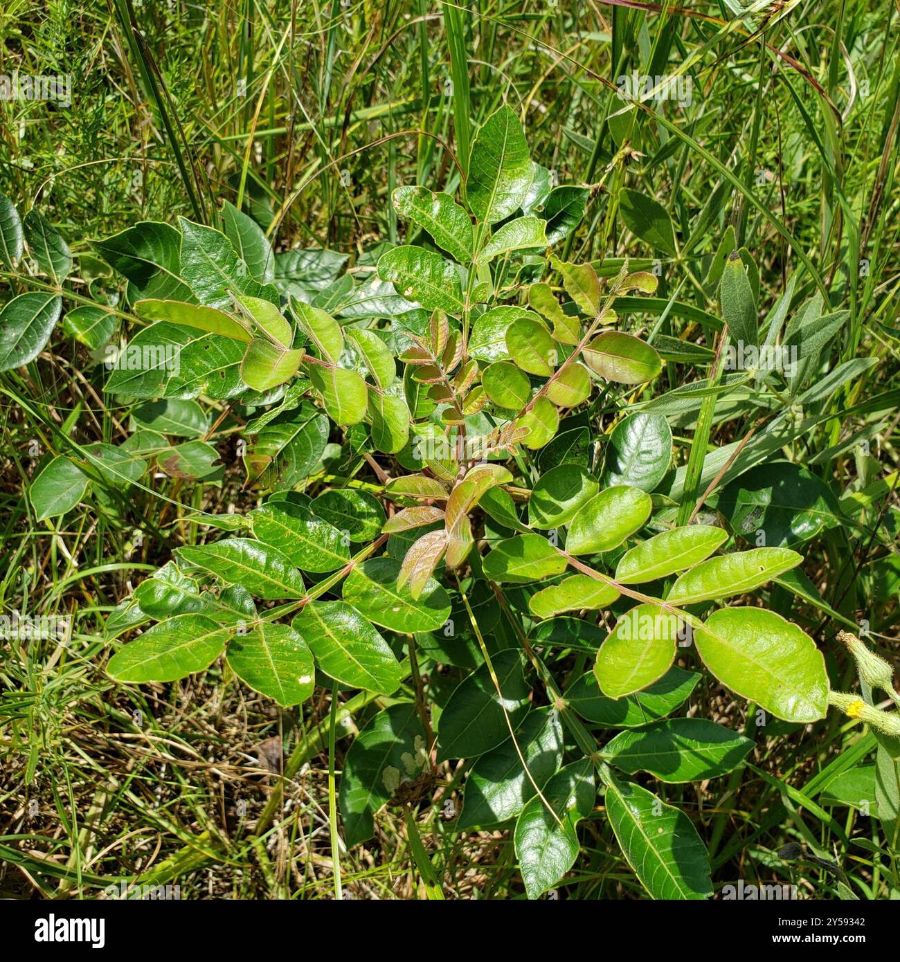 shining sumac (Rhus copallinum) Plantae Stock Photo - Alamy