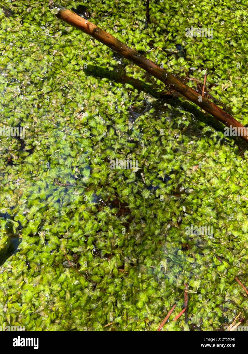 Ivy-leaved Duckweed (Lemna trisulca) Plantae Stock Photo - Alamy