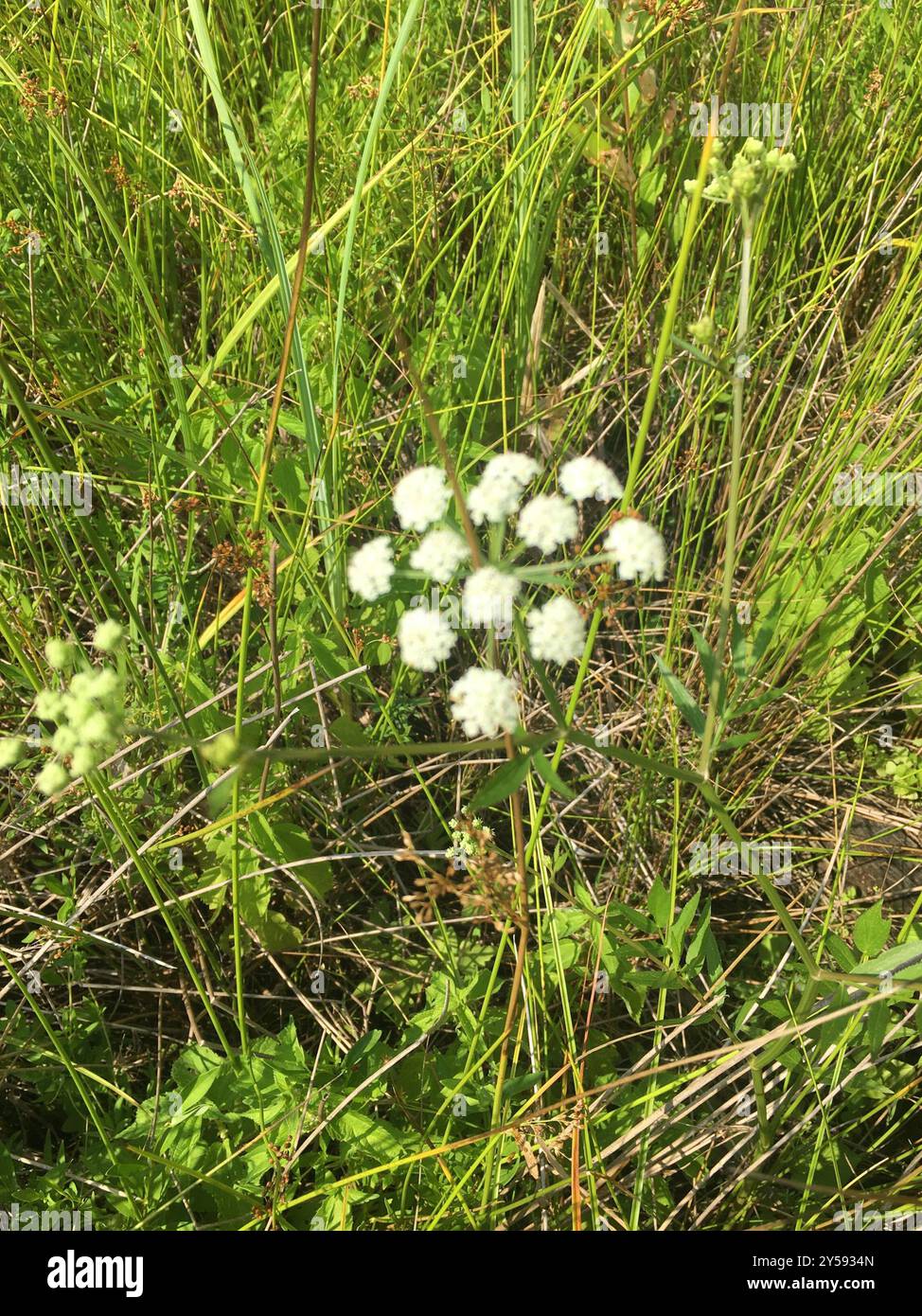 water parsnip (Sium suave) Plantae Stock Photo - Alamy