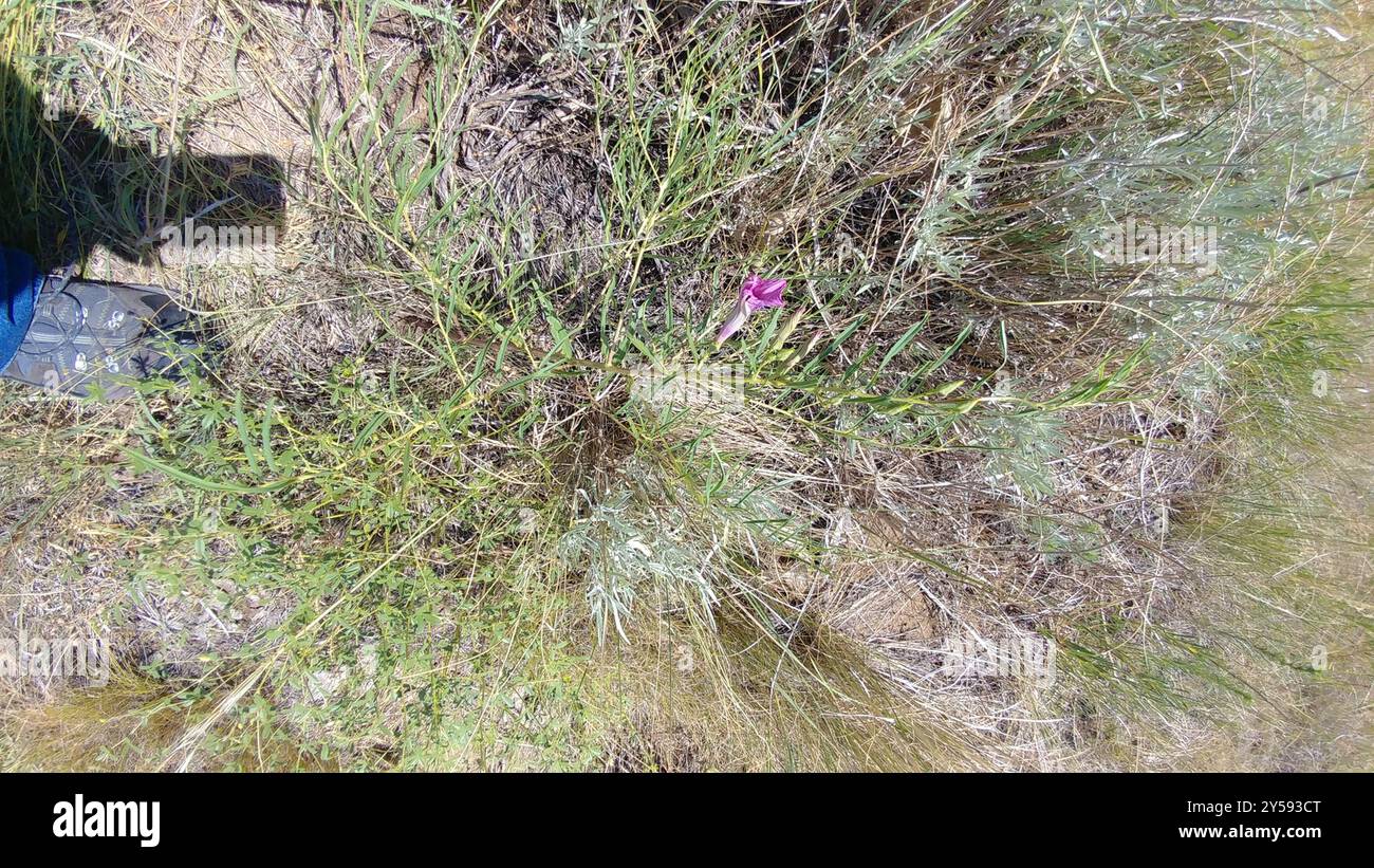 Bush Morning-glory (Ipomoea leptophylla) Plantae Stock Photo - Alamy