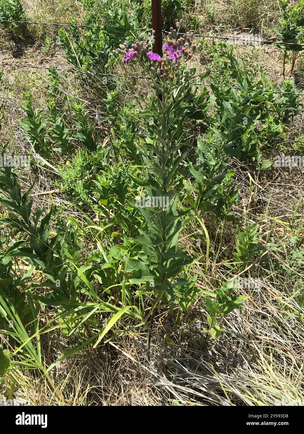 Western Ironweed (Vernonia baldwinii) Plantae Stock Photo - Alamy