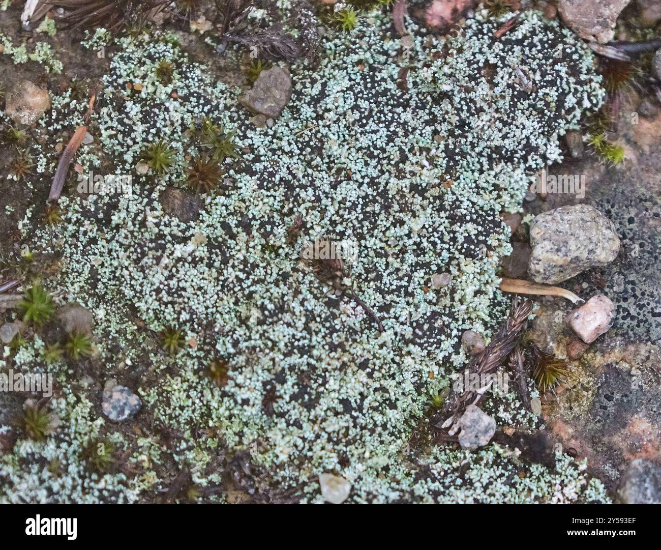 Granular Mottled-disk Lichen (Trapeliopsis granulosa) Fungi Stock Photo ...